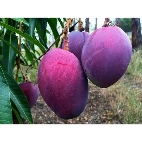 Jual Bibit Mangga Irwin HP : 085608566034 Jual Bibit Mangga Irwin HP : 085608566034